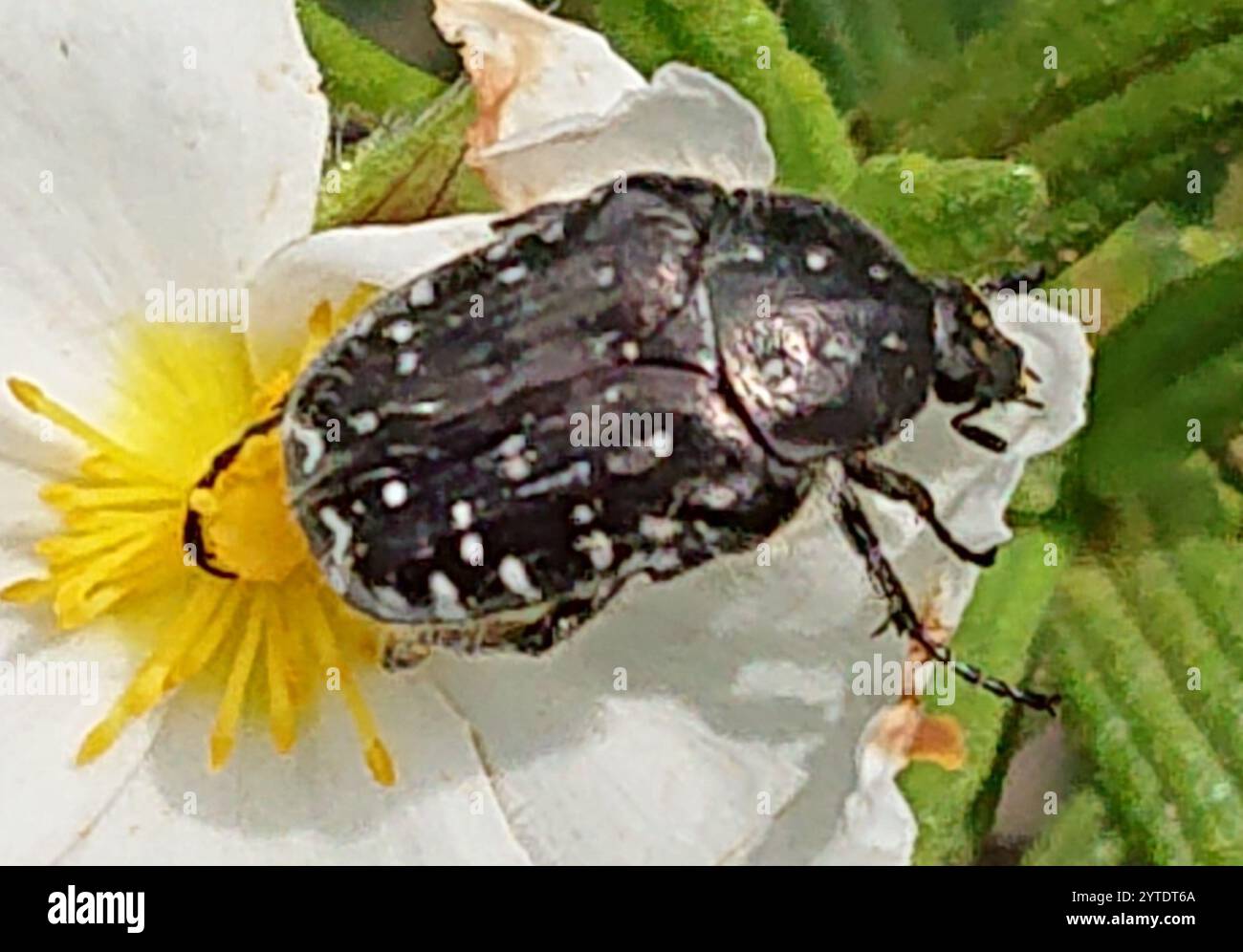 Mediterranean Spotted Chafer (Oxythyrea funesta Stock Photo - Alamy