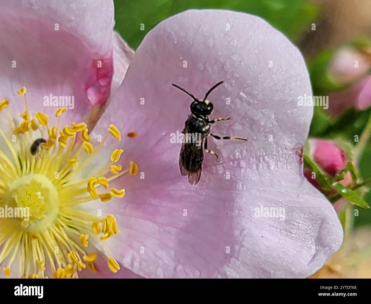 Masked Bees (Hylaeus Stock Photo - Alamy