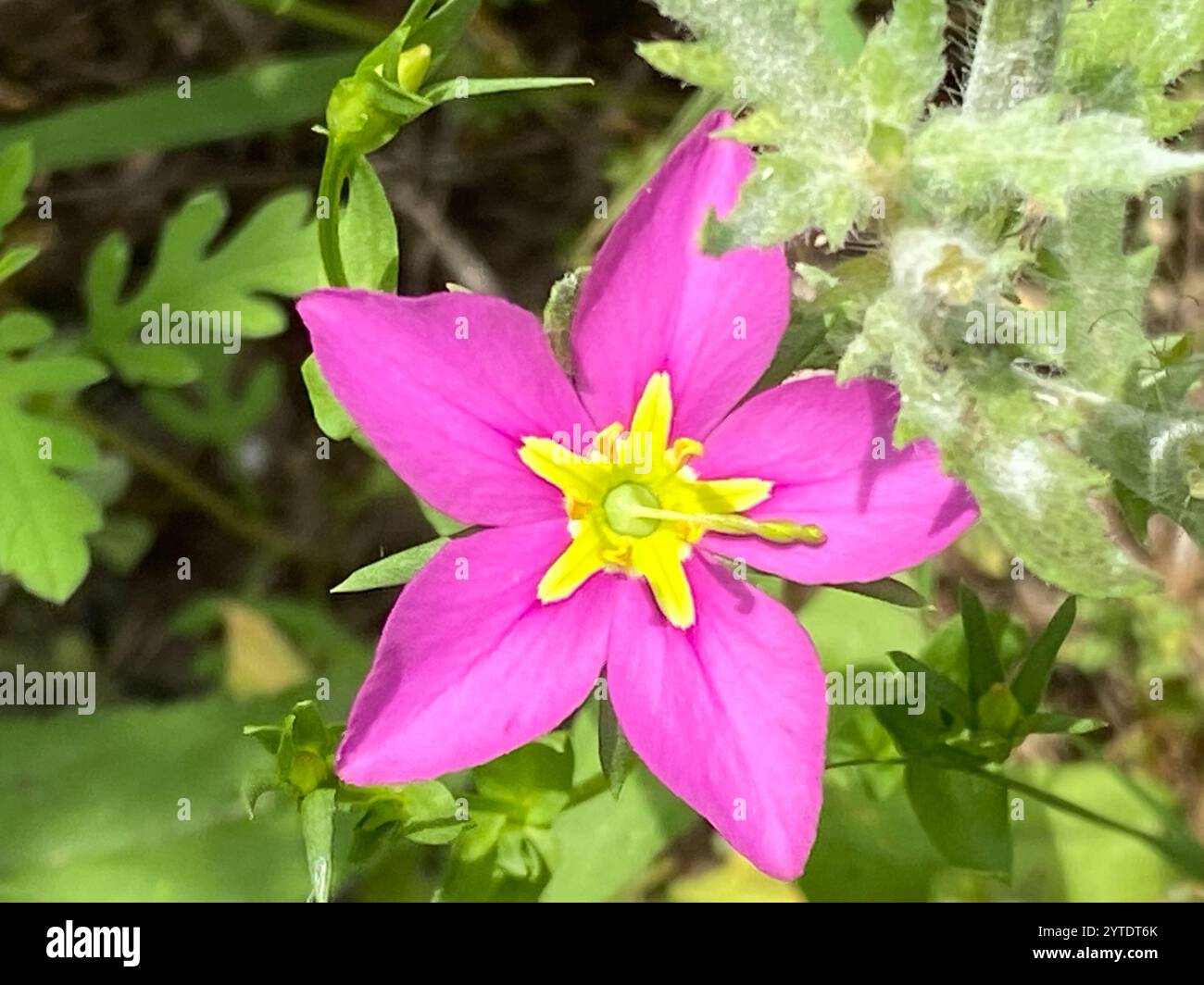 Meadow Pink (Sabatia campestris Stock Photo - Alamy