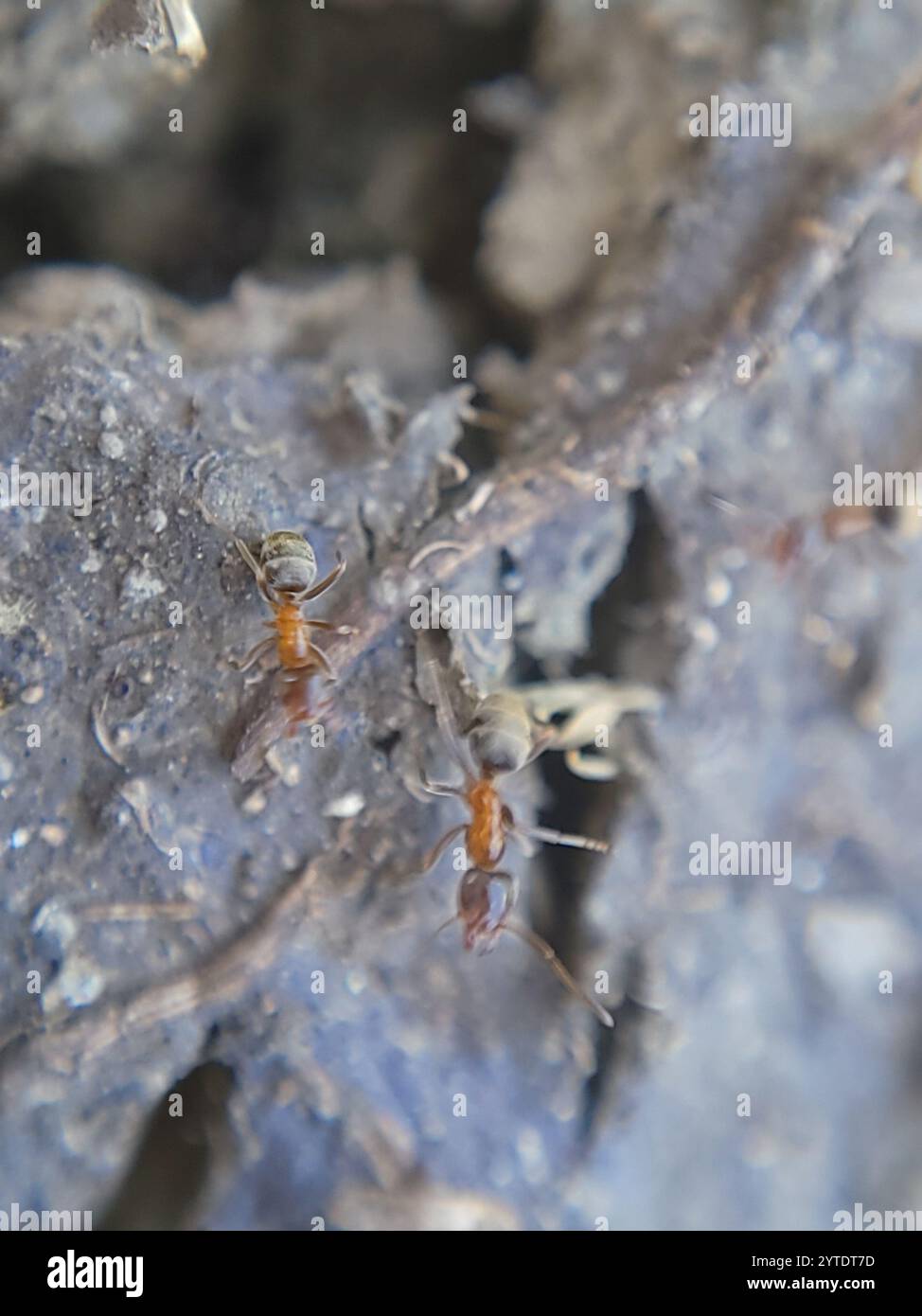Western Velvety Tree Ant (Liometopum occidentale Stock Photo - Alamy