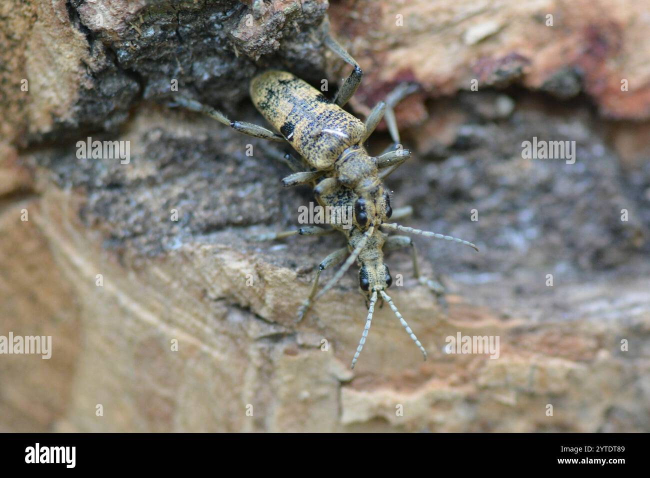 Blackspotted Longhorn Beetle (Rhagium mordax Stock Photo - Alamy