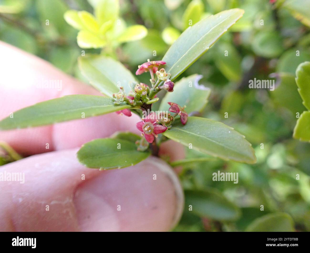 Oregon Boxwood (Paxistima myrsinites Stock Photo - Alamy