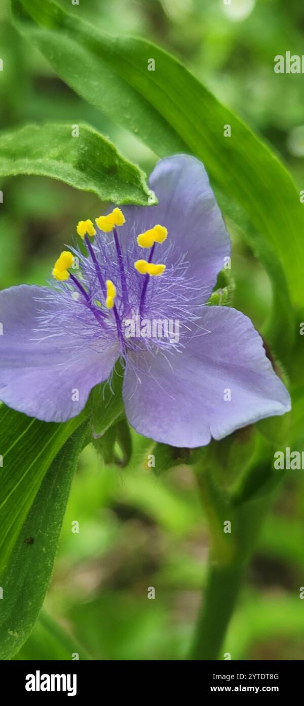 Zigzag Spiderwort (Tradescantia subaspera Stock Photo - Alamy