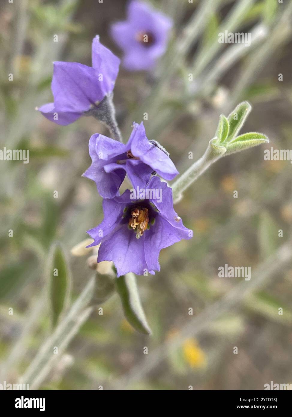 bluewitch nightshade (Solanum umbelliferum Stock Photo - Alamy
