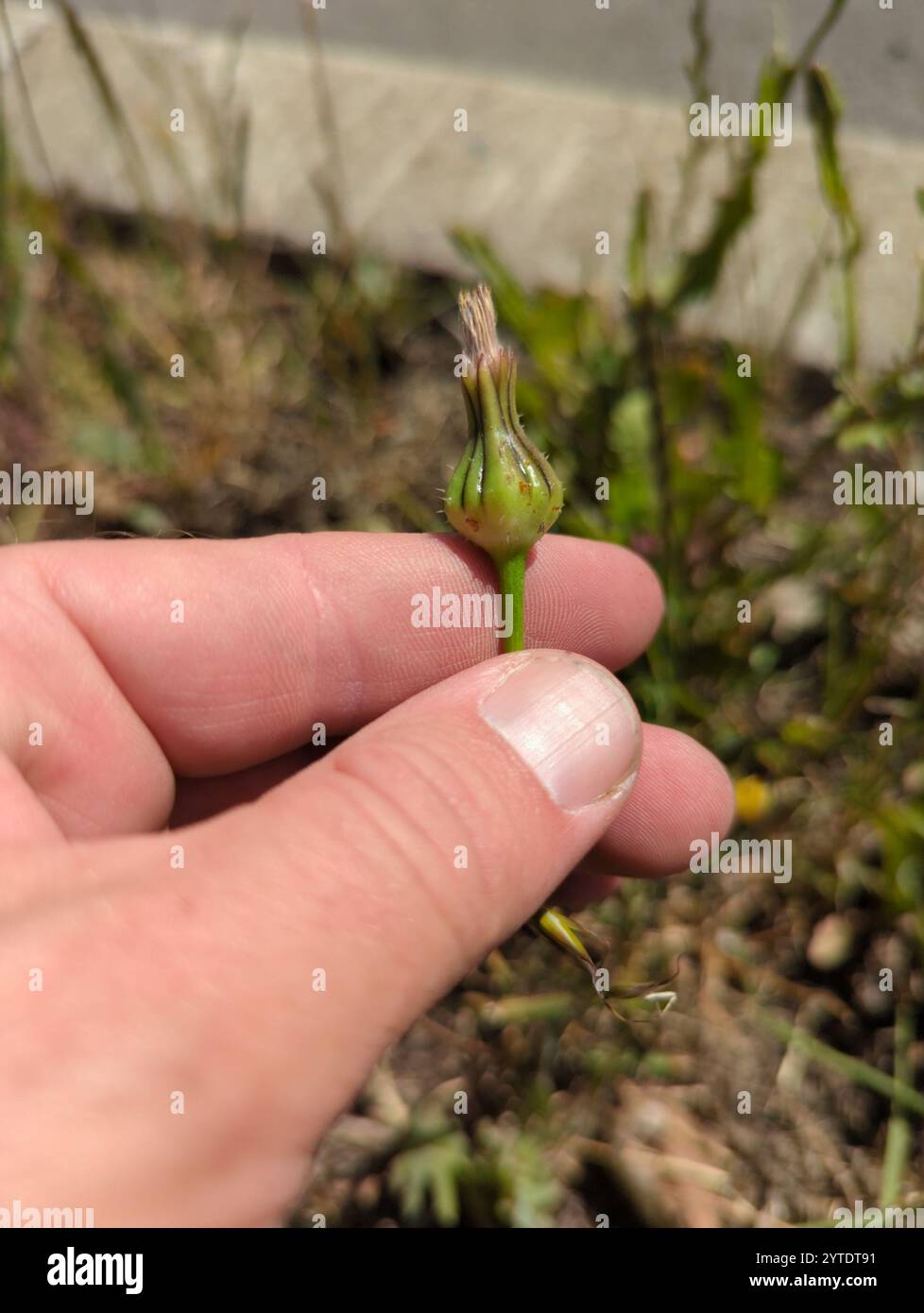 False Hawkbit (Urospermum picroides Stock Photo - Alamy