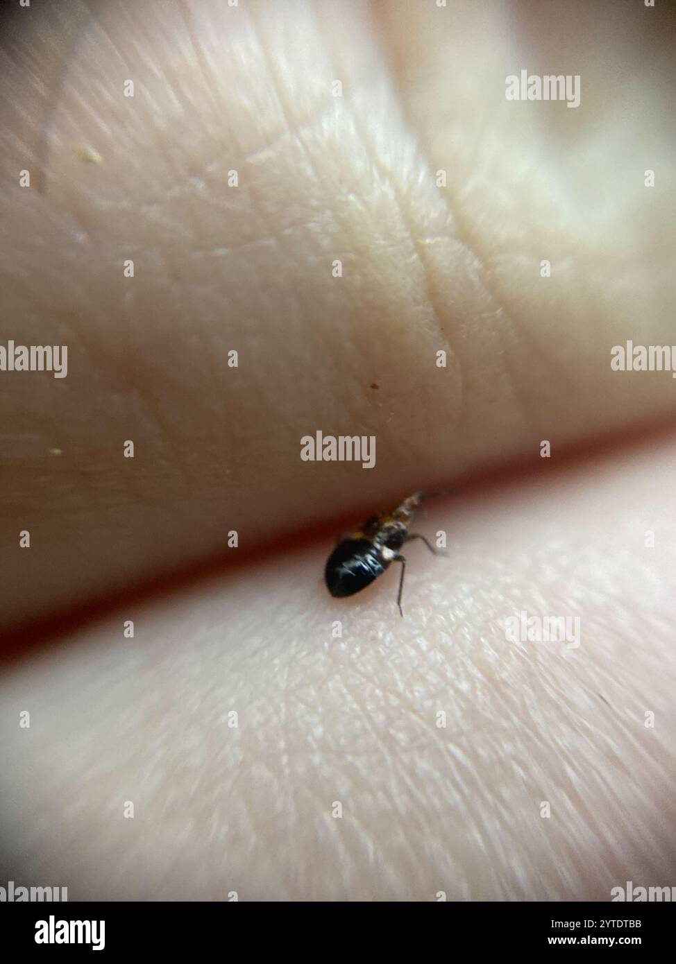 Minute pirate bugs (Anthocoridae Stock Photo - Alamy