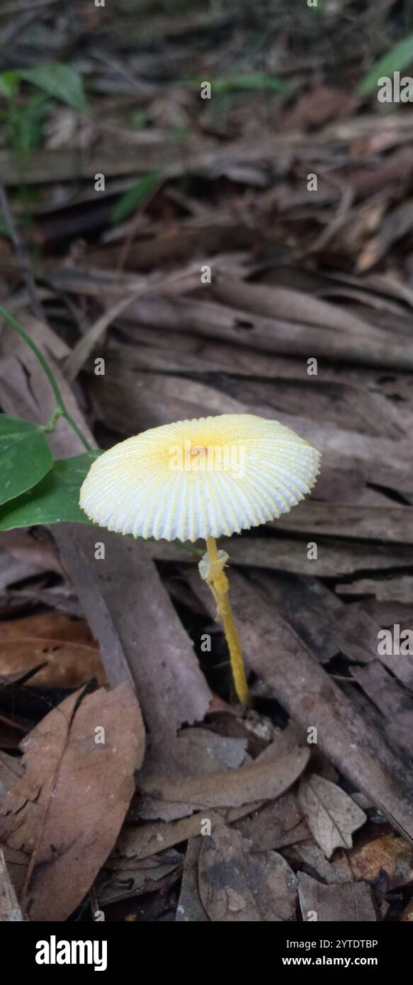 Fragile Dapperling (Leucocoprinus fragilissimus Stock Photo - Alamy