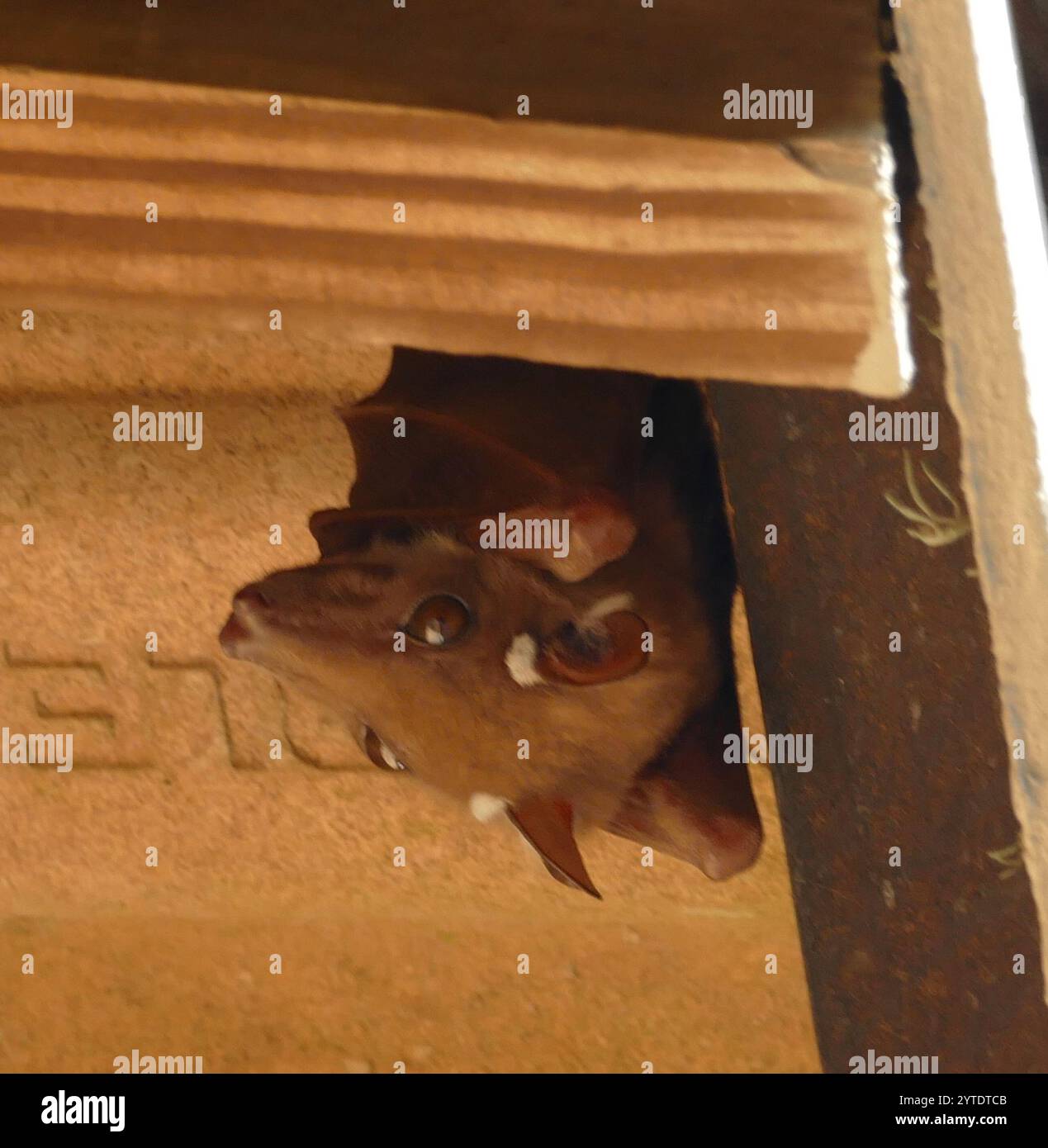 Wahlberg's Epauletted Fruit Bat (Epomophorus wahlbergi Stock Photo - Alamy