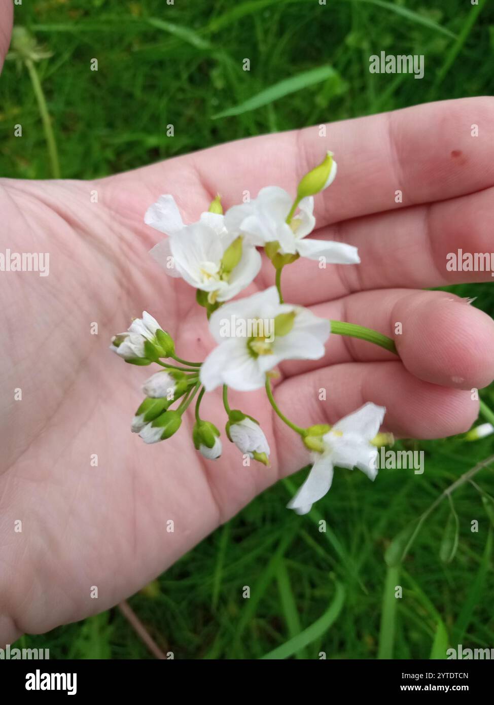 white cuckoo bitter-cress (Cardamine dentata Stock Photo - Alamy