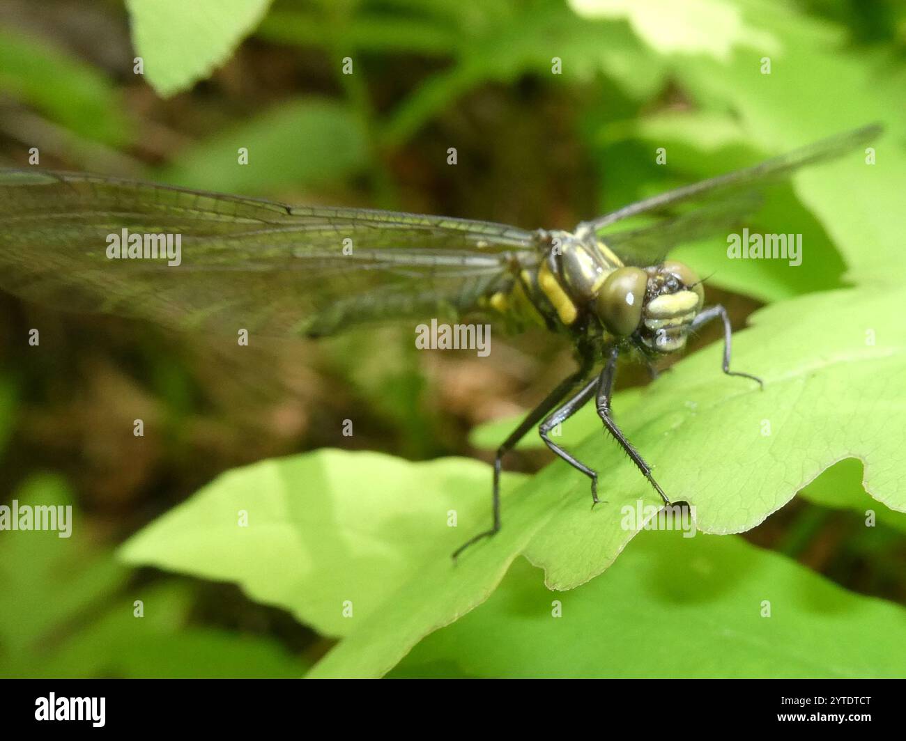 Northern Pygmy Clubtail (Lanthus parvulus Stock Photo - Alamy