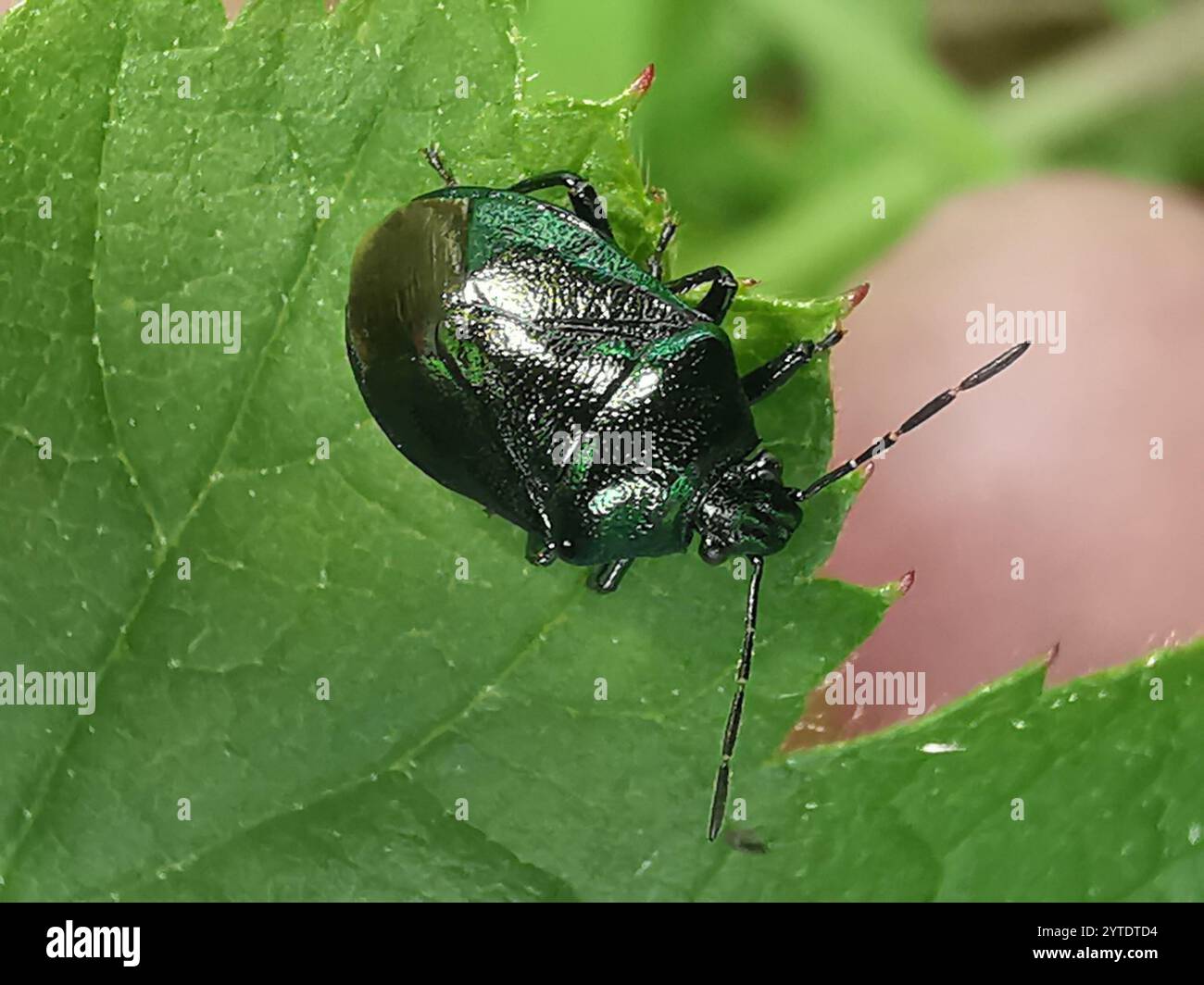 Zicrona caerulea hi-res stock photography and images - Alamy