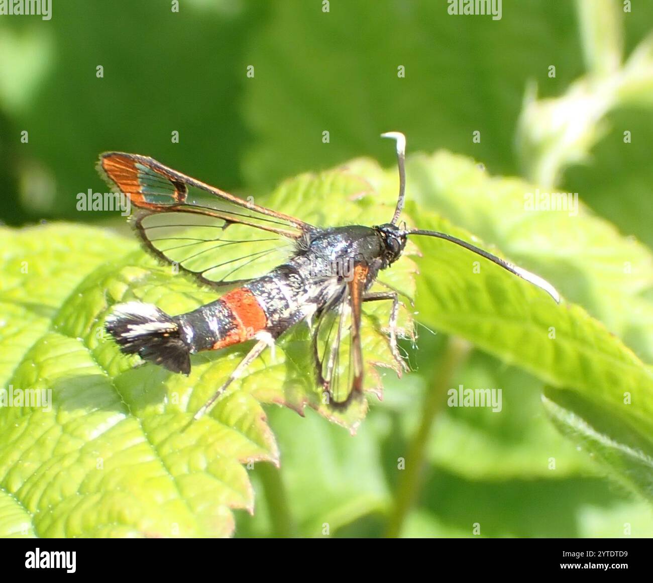 Red-tipped Clearwing Moth (Synanthedon formicaeformis Stock Photo - Alamy