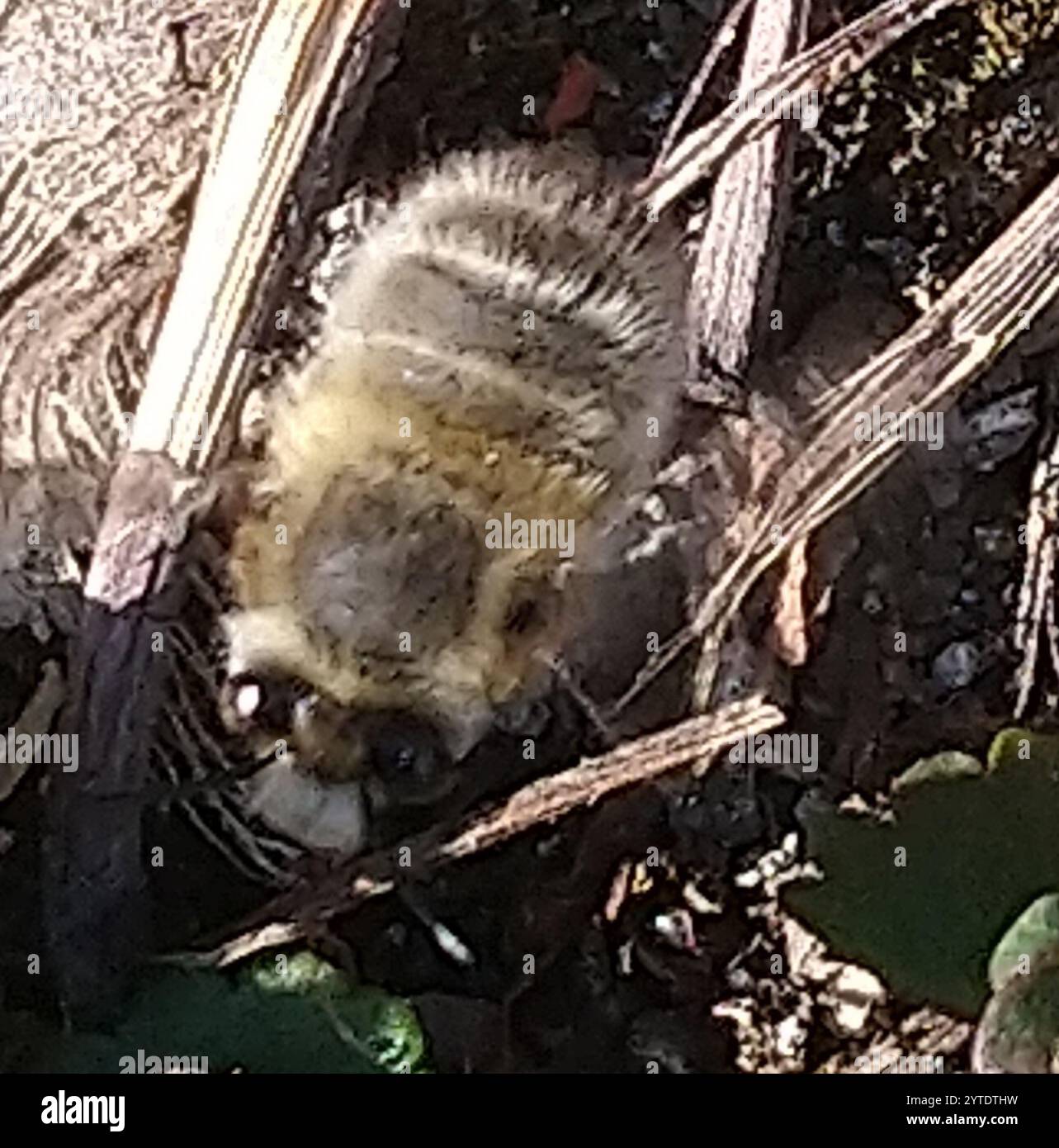 Common digger bees hi-res stock photography and images - Alamy