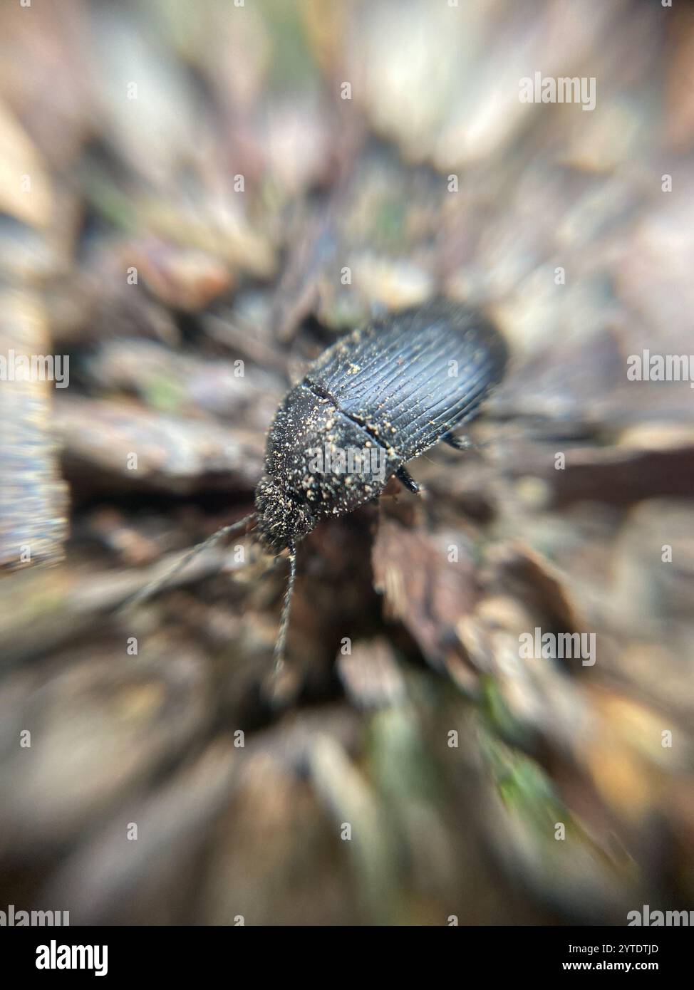 Seed-eating Ground Beetles (Zabrini Stock Photo - Alamy