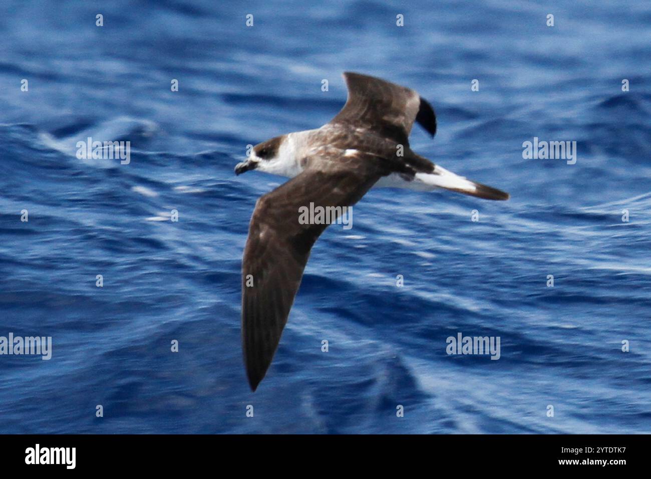 Black-capped Petrel (Pterodroma hasitata Stock Photo - Alamy