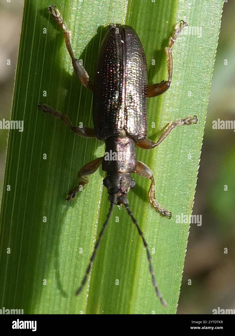 Germari hi-res stock photography and images - Alamy