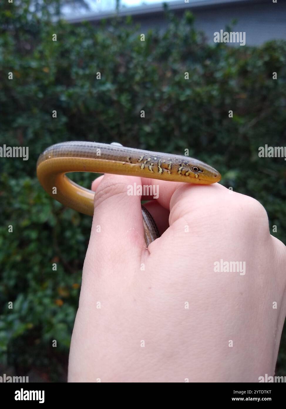 Eastern Glass Lizard (Ophisaurus ventralis Stock Photo - Alamy