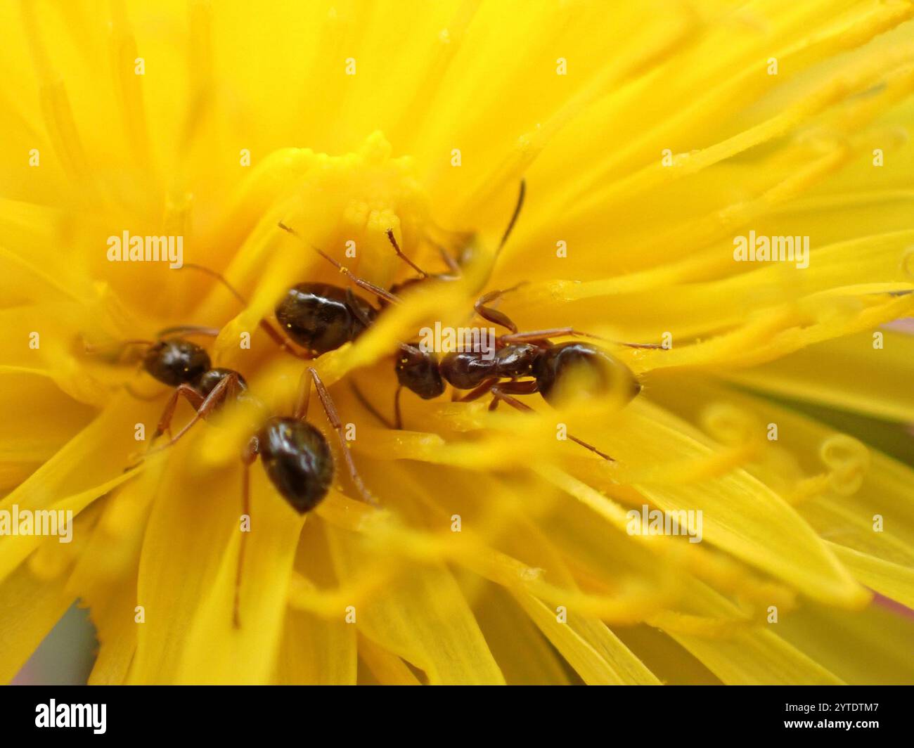 New World Black Ant (Formica neogagates Stock Photo - Alamy