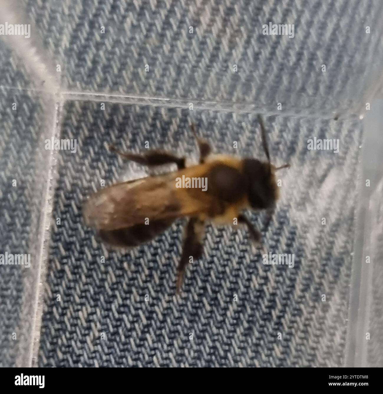 Chocolate Mining Bee (Andrena scotica Stock Photo - Alamy