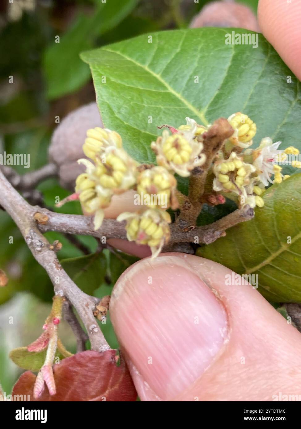 flowering plants (Angiospermae Stock Photo - Alamy