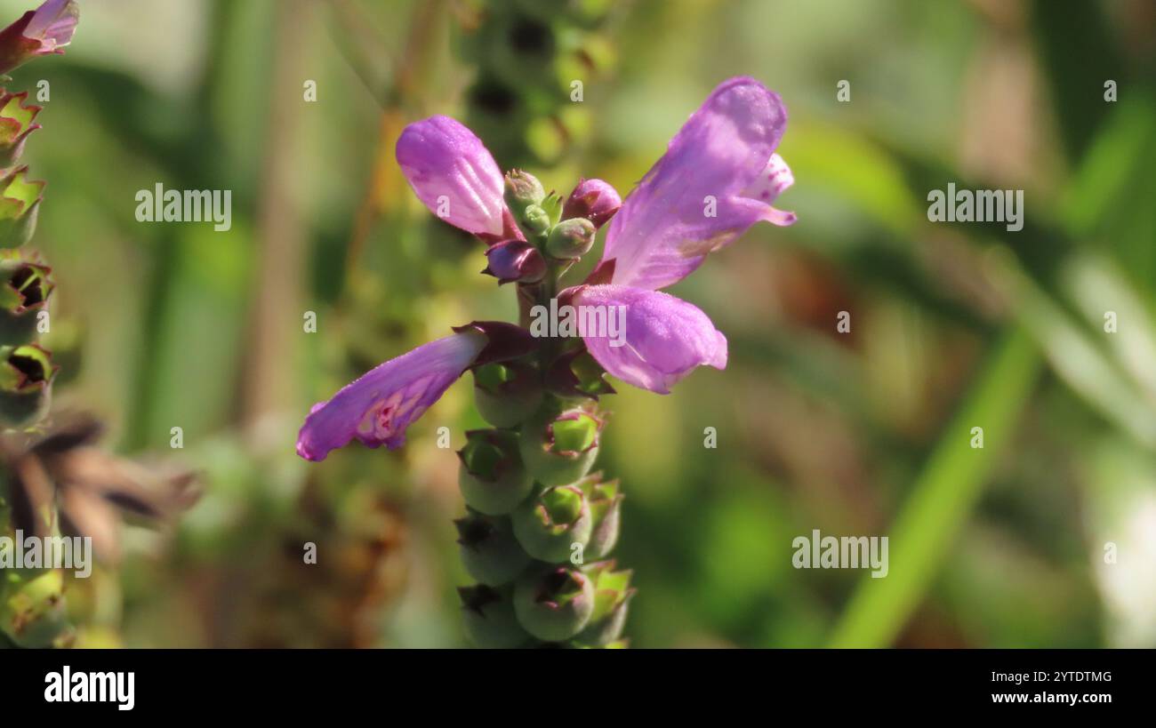 obedient plant (Physostegia virginiana Stock Photo - Alamy