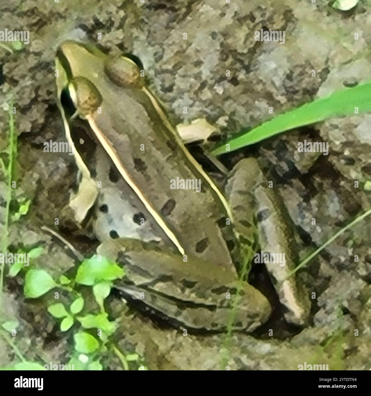 Southern Leopard Frog (Lithobates sphenocephalus Stock Photo - Alamy