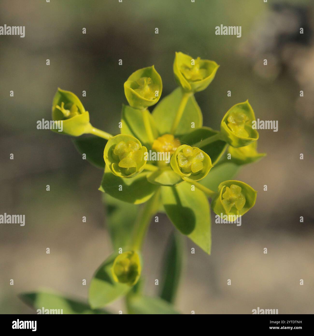 steppe spurge (Euphorbia seguieriana Stock Photo - Alamy