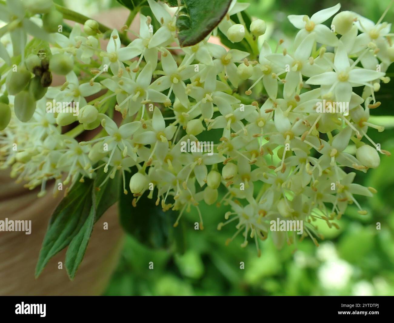 red osier dogwood (Cornus sericea Stock Photo - Alamy