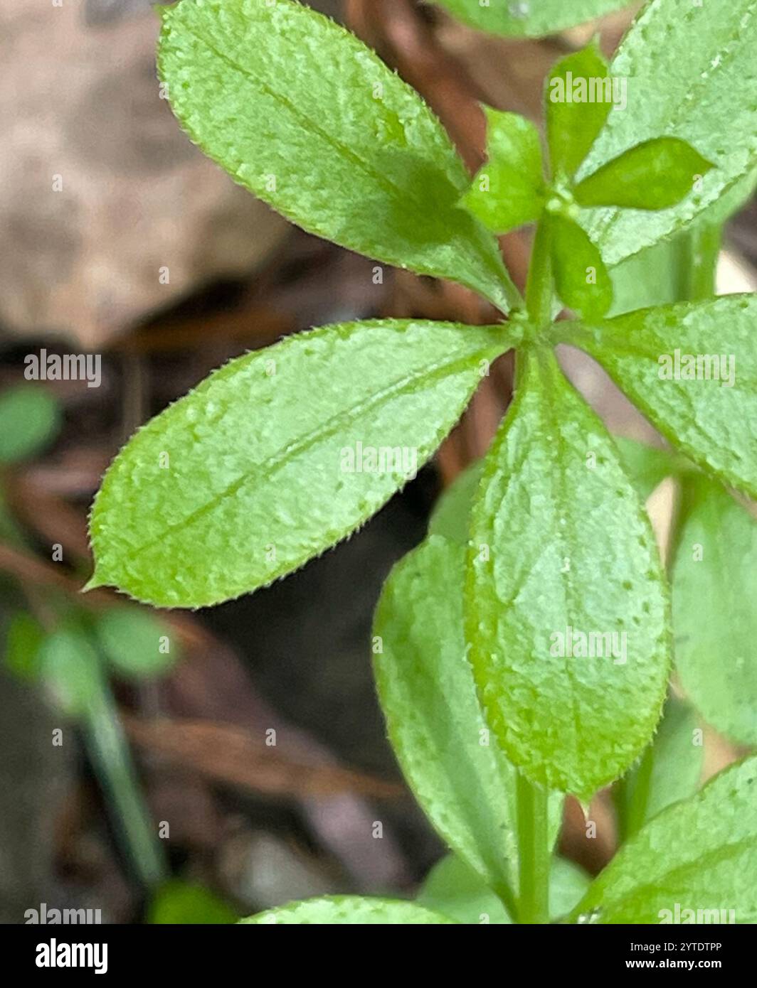 fragrant bedstraw (Galium triflorum Stock Photo - Alamy
