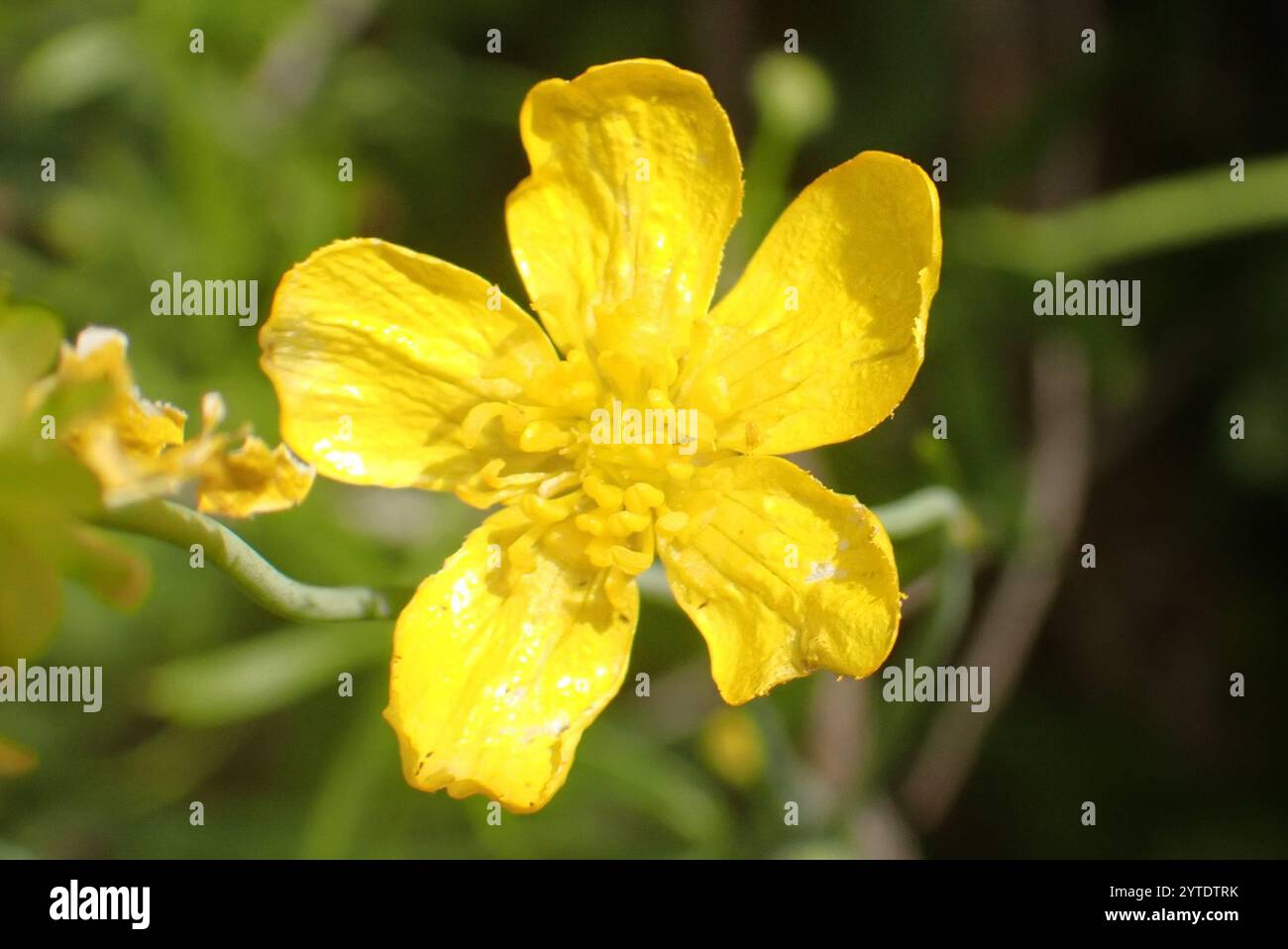 Western Buttercup (Ranunculus occidentalis Stock Photo - Alamy