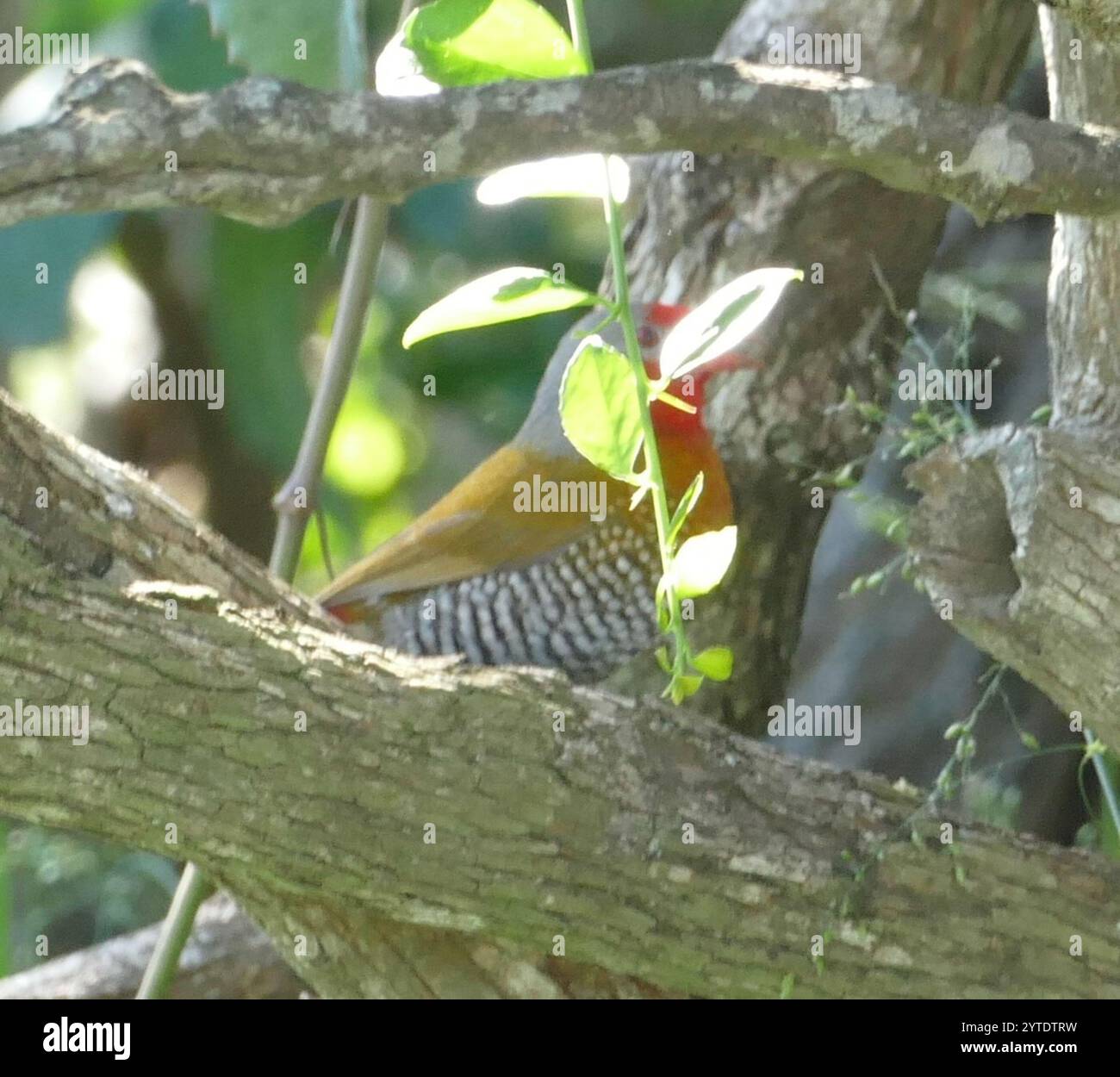 Green-winged Pytilia (Pytilia melba Stock Photo - Alamy