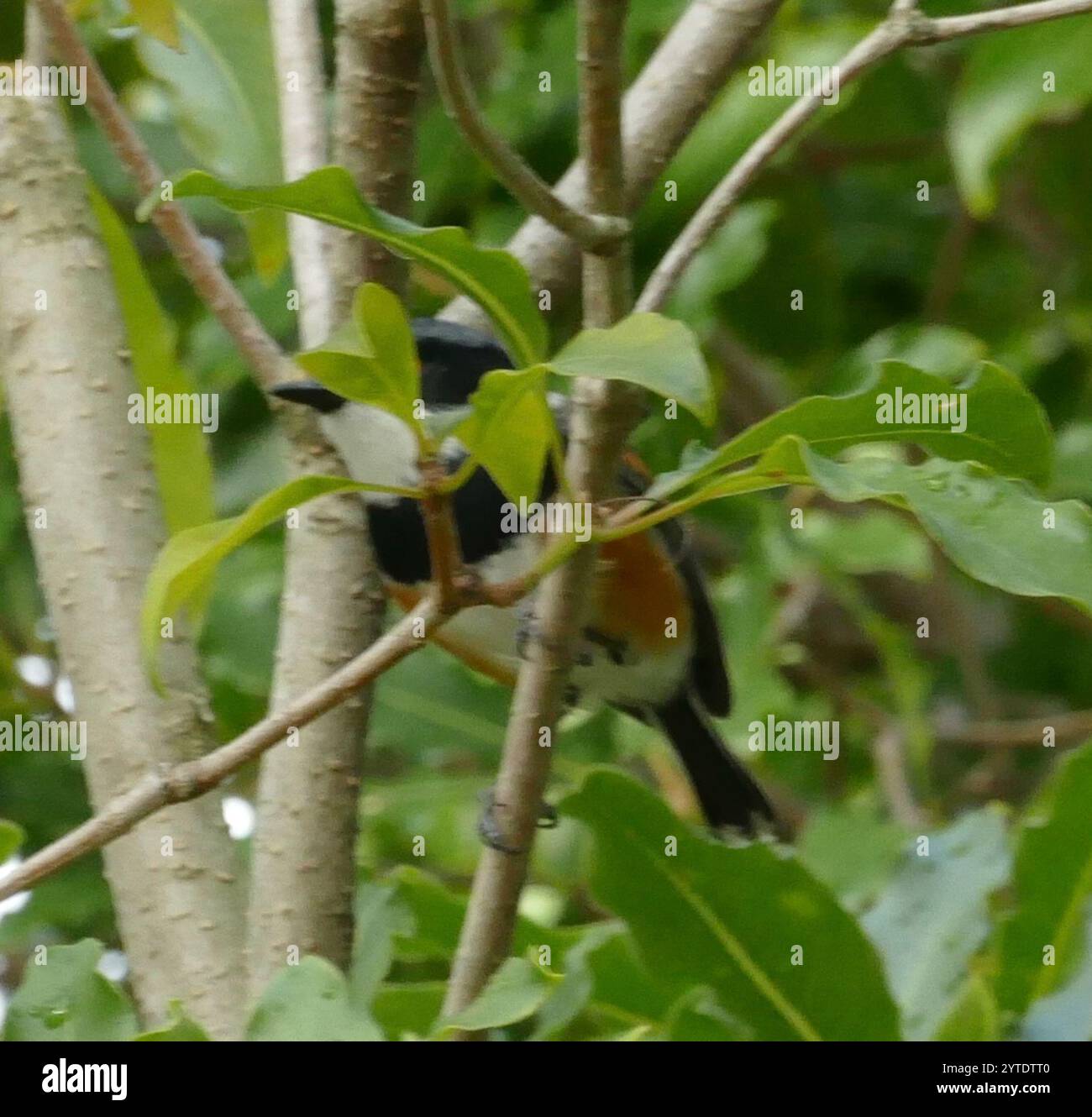 Cape Batis (Batis capensis Stock Photo - Alamy