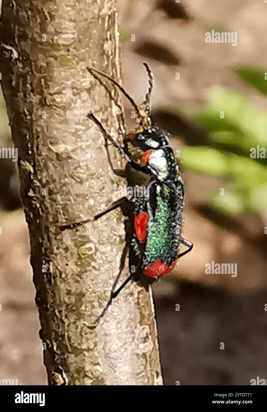 Common Malachite-beetle (Malachius bipustulatus Stock Photo - Alamy