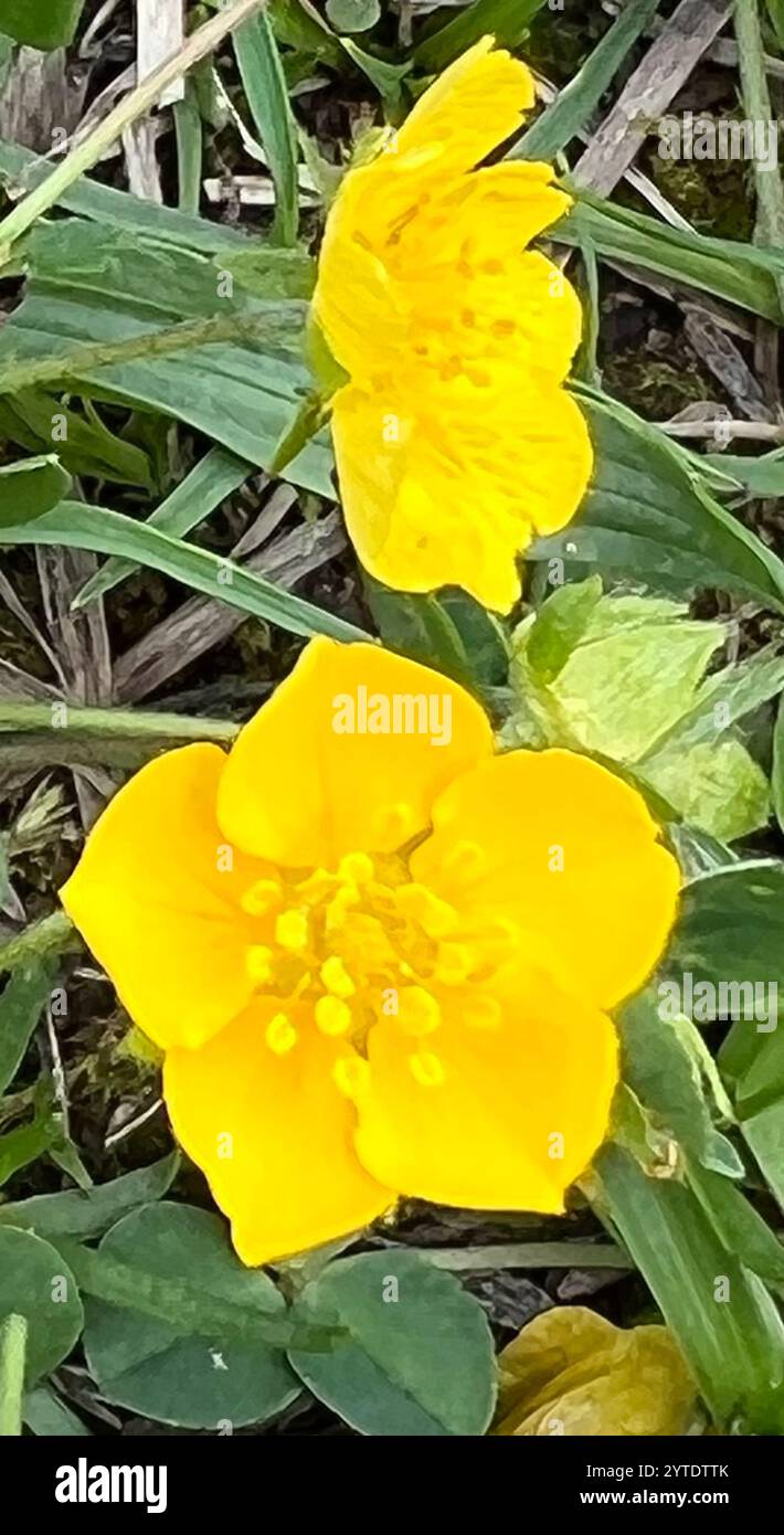 Mountain Buttercup (Ranunculus montanus Stock Photo - Alamy
