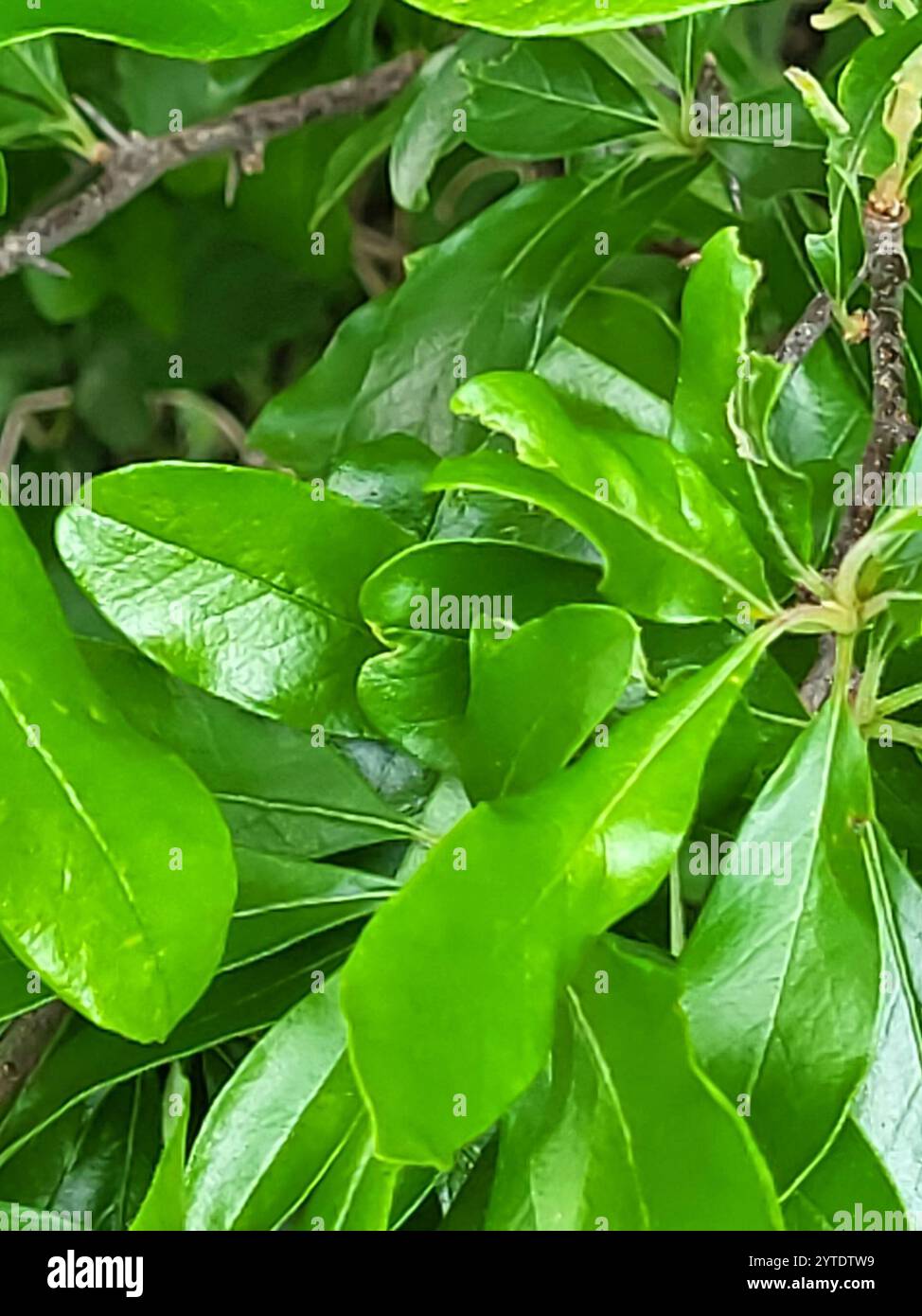 Gum bumelia (Sideroxylon lanuginosum Stock Photo - Alamy