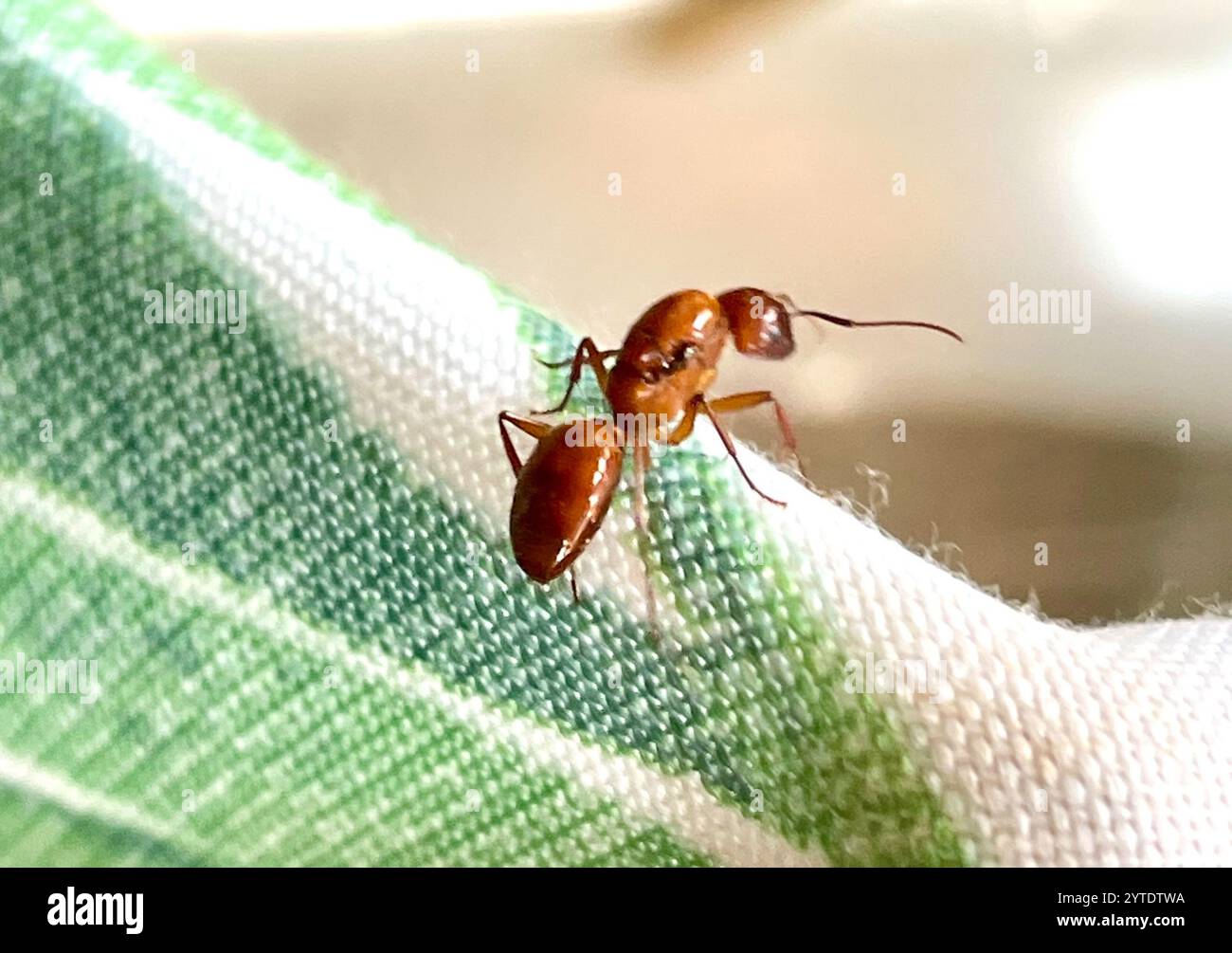 Chestnut Carpenter Ant (Camponotus castaneus Stock Photo - Alamy