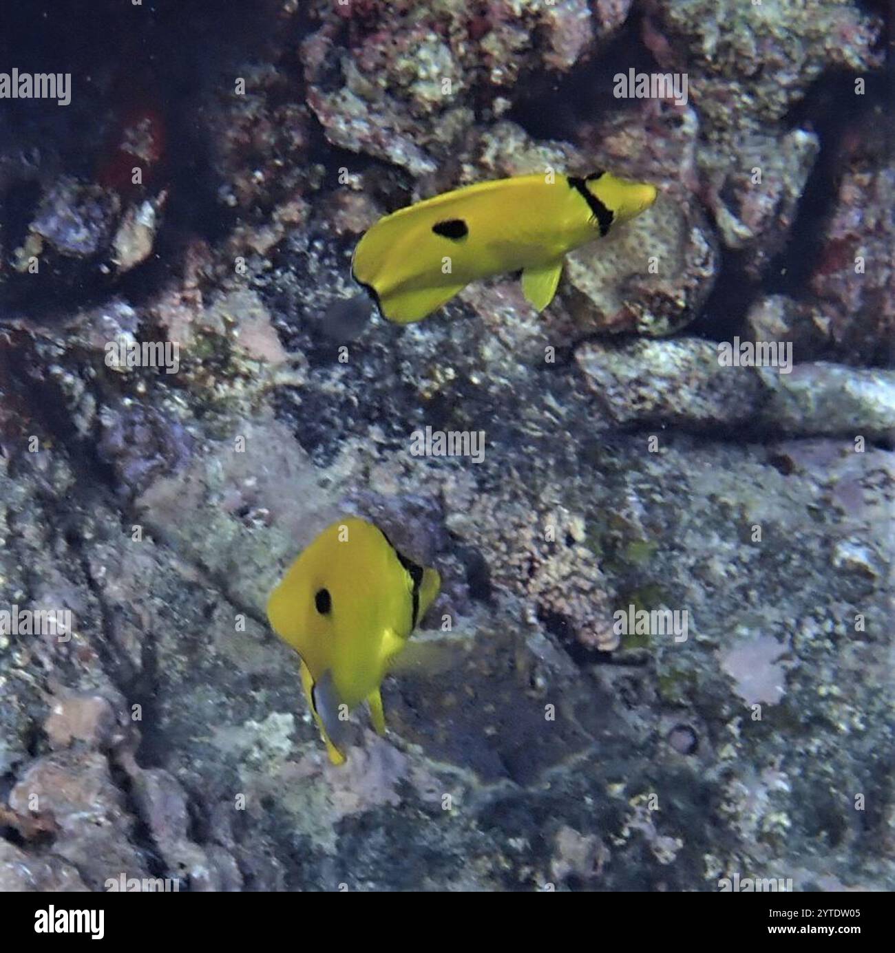Indian Teardrop Butterflyfish (Chaetodon interruptus Stock Photo - Alamy