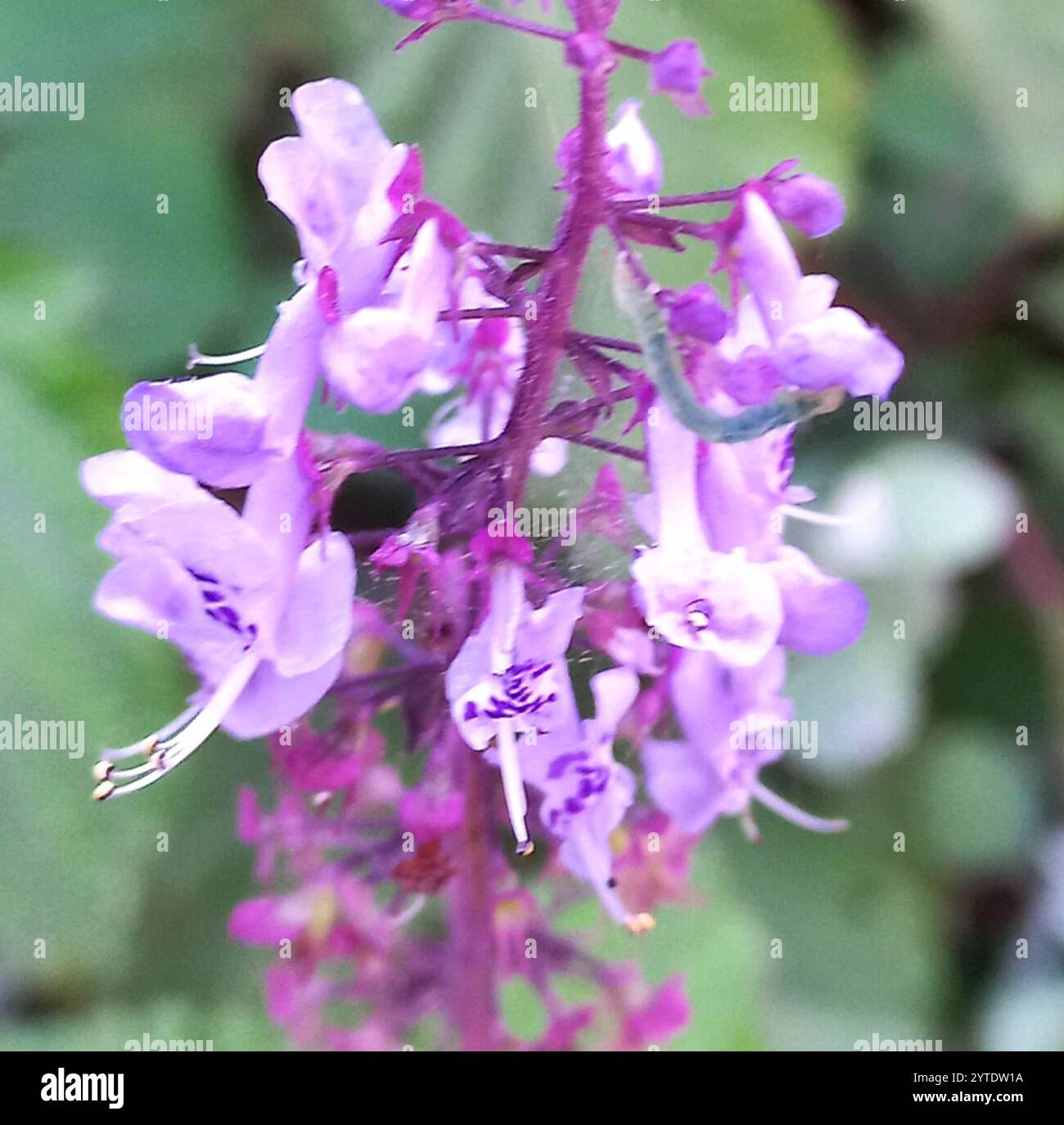 pink fly bush (Plectranthus fruticosus Stock Photo - Alamy