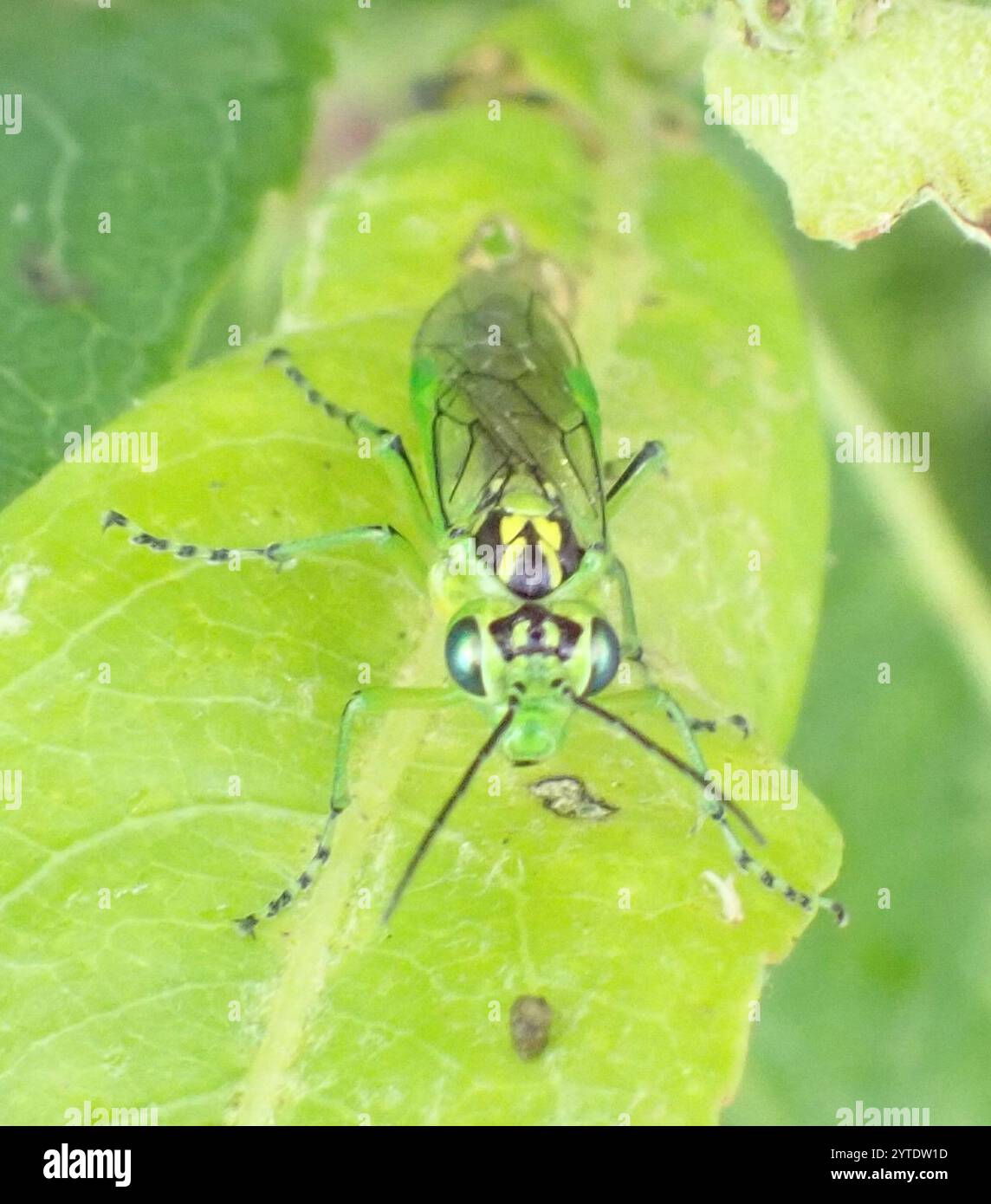 Dark Rhogogaster (Rhogogaster viridis Stock Photo - Alamy