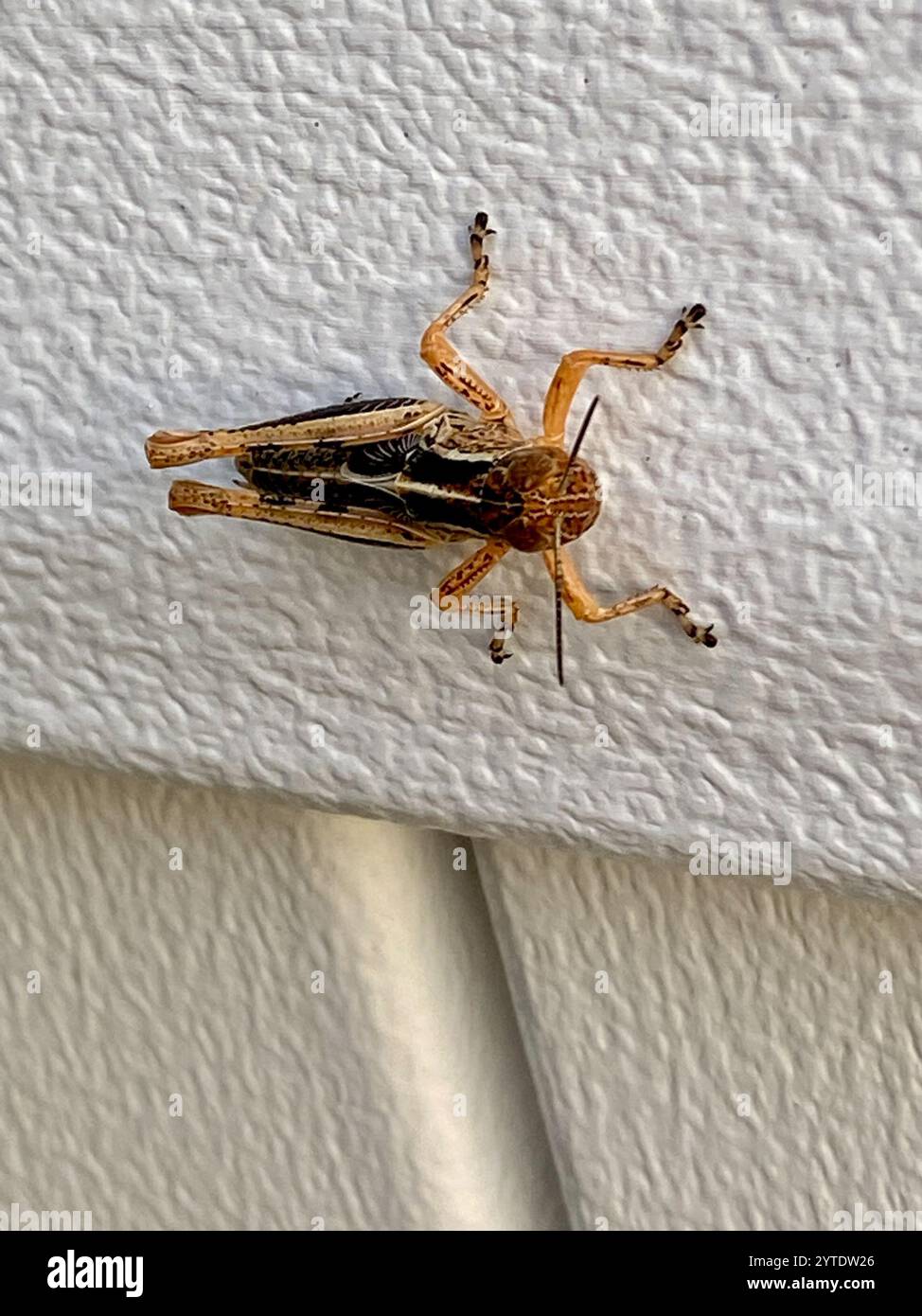 Ponderous Spur-throat Grasshopper (Melanoplus ponderosus Stock Photo ...