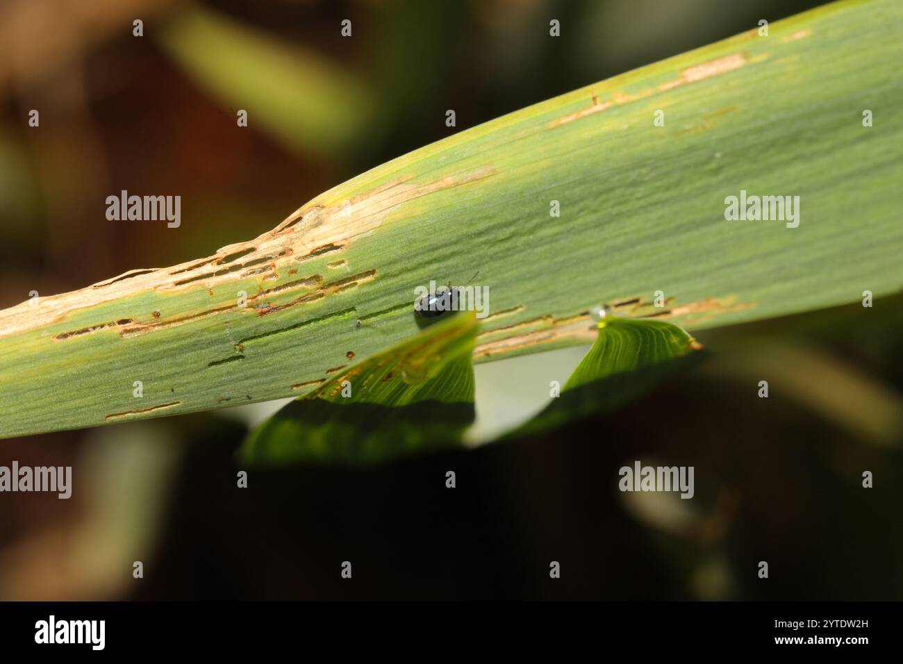 Iris Flea Beetle (Aphthona nonstriata Stock Photo - Alamy