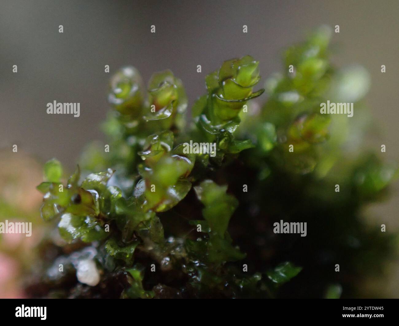 Nardia hi-res stock photography and images - Alamy