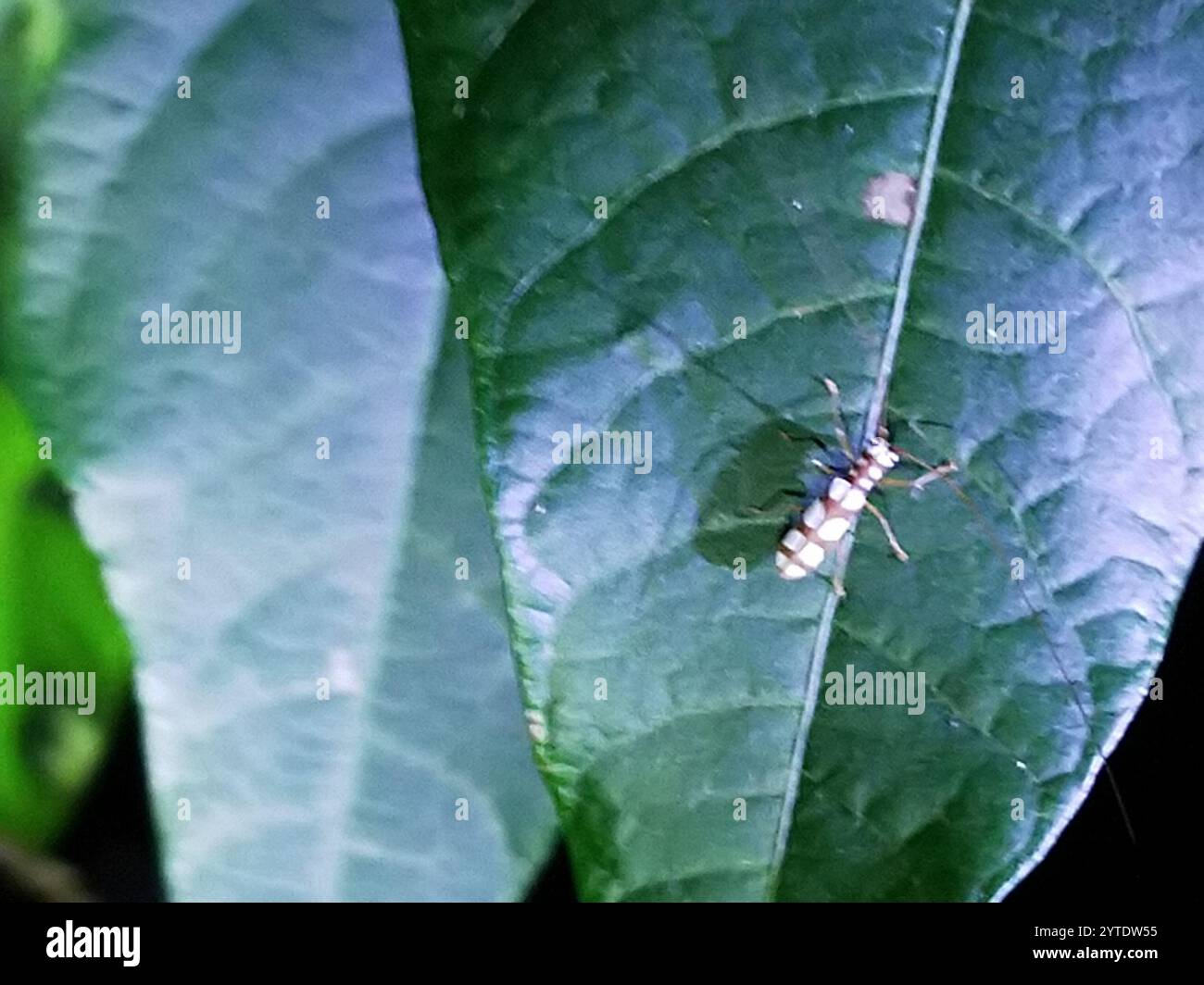 Cocoa Branch Borer (Olenecamptus bilobus Stock Photo - Alamy