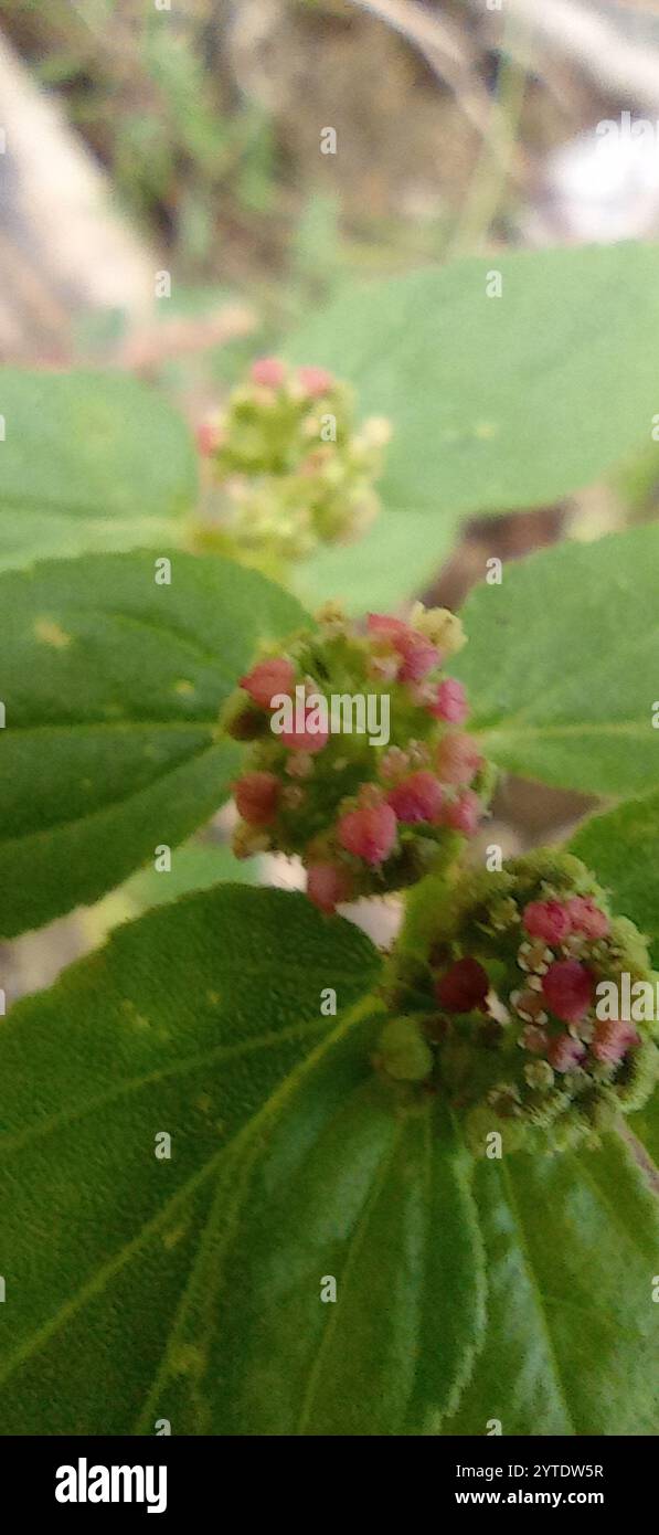 Asthma plant (Euphorbia hirta Stock Photo - Alamy