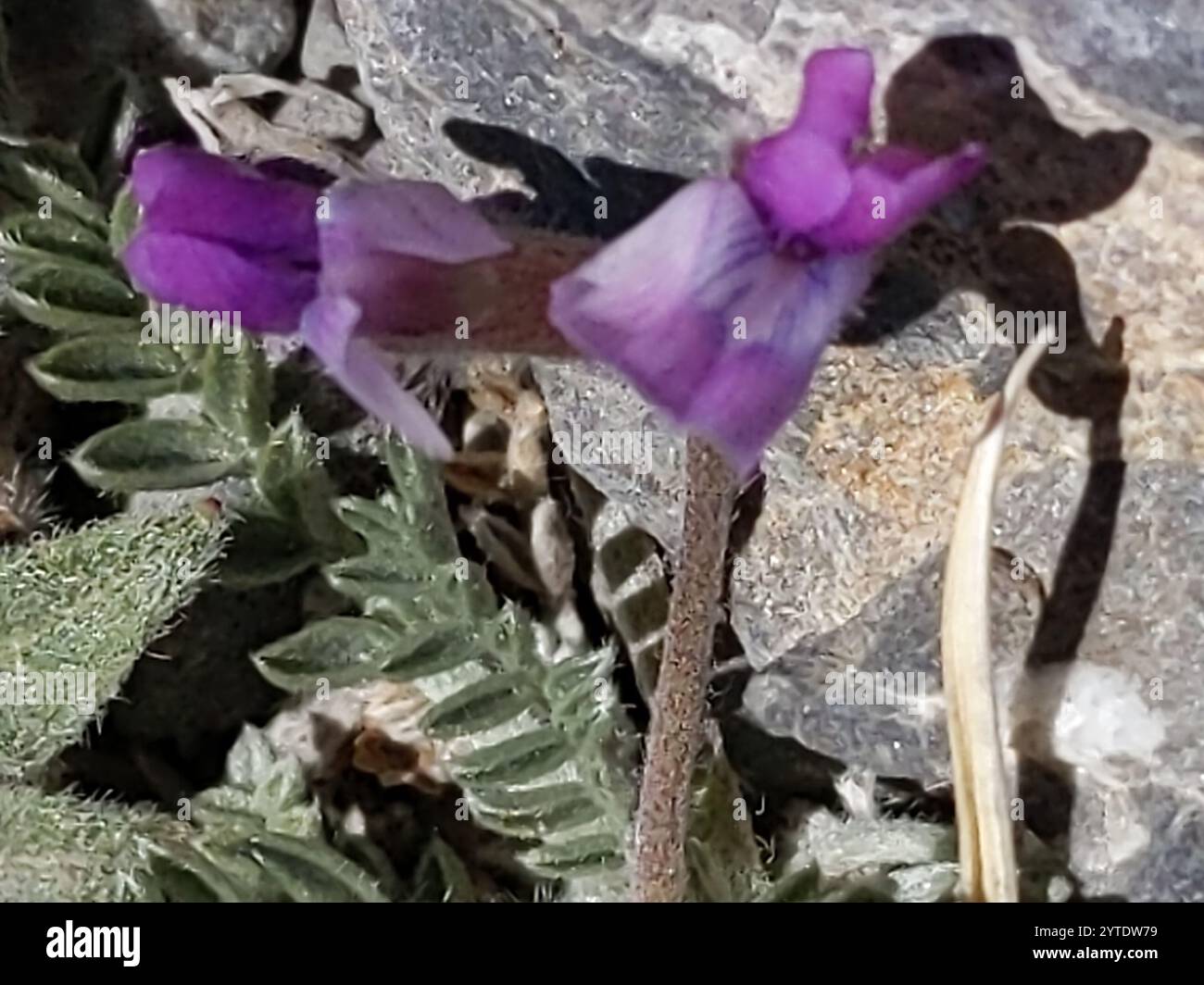 Mountain Oxytrope (Oxytropis oreophila Stock Photo - Alamy