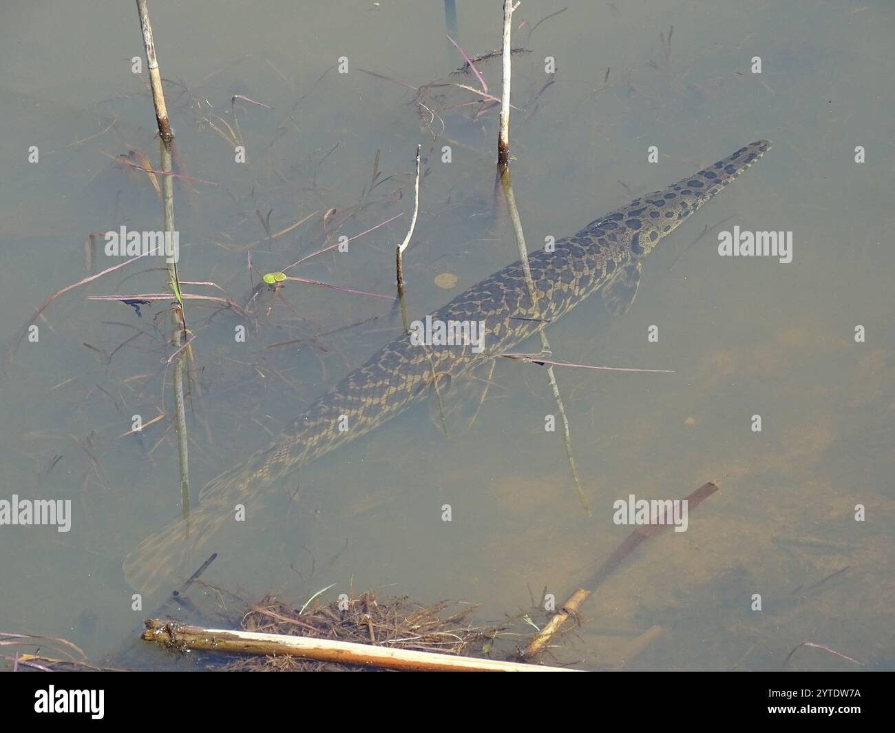 Spotted Gar (Lepisosteus oculatus Stock Photo - Alamy