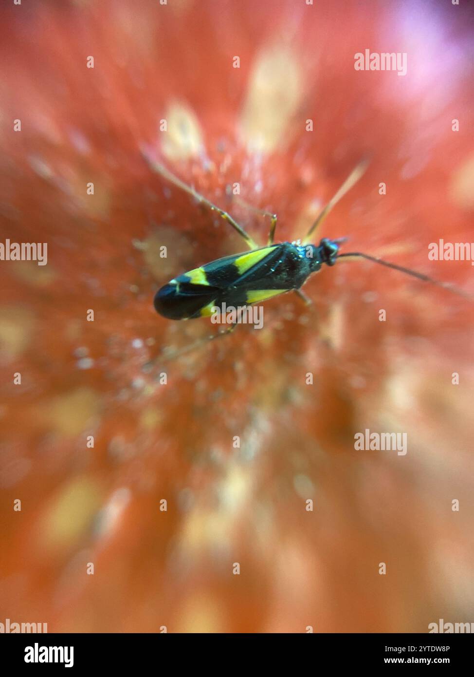 four-spotted plant bug (Dryophilocoris flavoquadrimaculatus Stock Photo ...