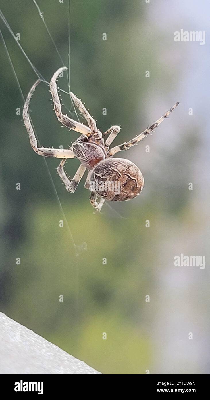 Grey Cross Spider (Larinioides sclopetarius Stock Photo - Alamy