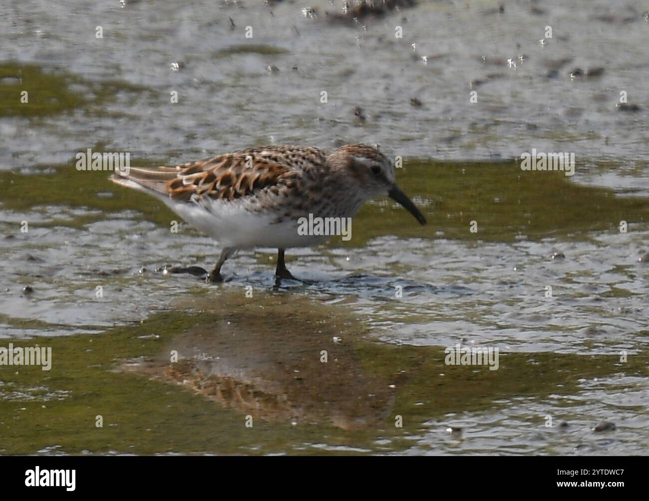 Western Sandpiper (Calidris mauri Stock Photo - Alamy