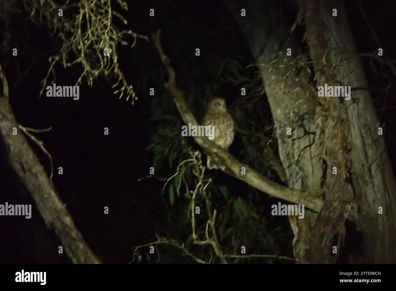 Australian Boobook (Ninox boobook Stock Photo - Alamy